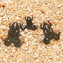 Xenopus Care Sheet | Carolina Biological Supply
