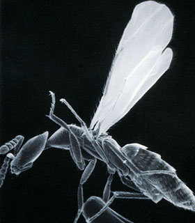 Care Guide: WOWBugs™ | Carolina Biological Supply