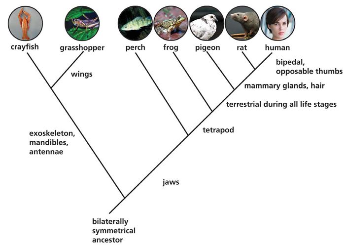 Comparative Anatomy Worksheet Answers