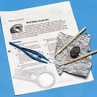 Owls and Rats, Those Creatures of the Night | Carolina Biological Supply