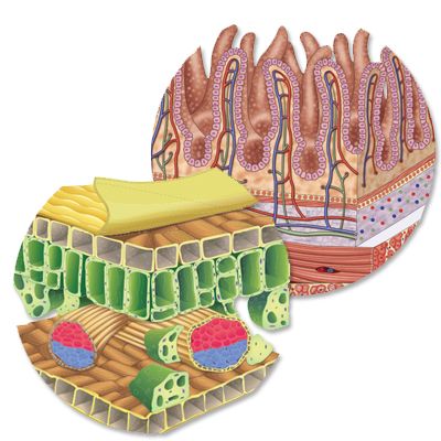 Examining Life's Structure and Function | Carolina Biological Supply