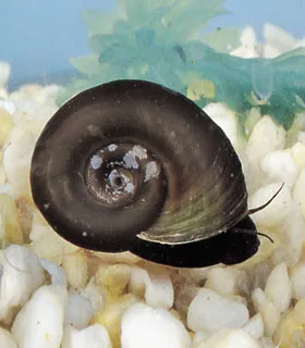 Care Guide: Aquatic Freshwater Snails | Carolina Biological Supply