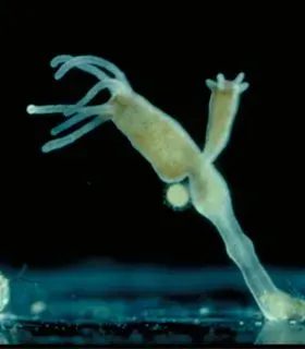 Living Organism Care Hydra | Carolina Biological Supply